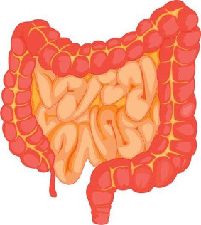 Ülseratif Kolit Nedir | Ülseratif Kolit Belirtileri | Tanı ve Tedavileri